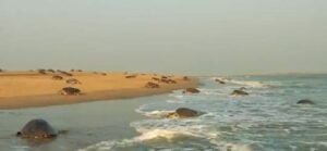 Gahirmatha Beach of Odisha: Where Nature's Wonders Unfold